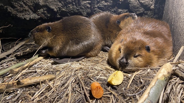 Segment | Le Téléjournal Saguenay-Lac-Saint-Jean | ICI Radio-Canada.ca