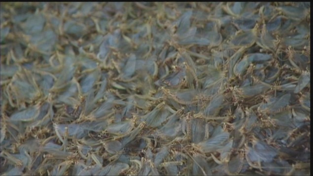 Les « mannes » envahissent North Bay | ICI.Radio-Canada.ca