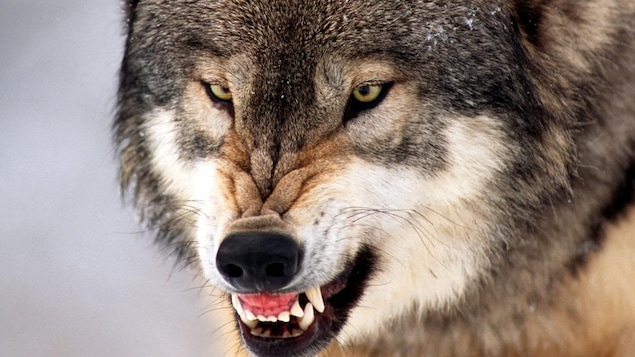 Le secret du mâle alpha révélé | ICI.Radio-Canada.ca