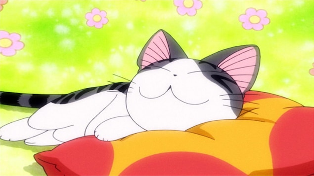 Accueil | Chi, une vie de chat | ICI Radio-Canada.ca Jeunesse