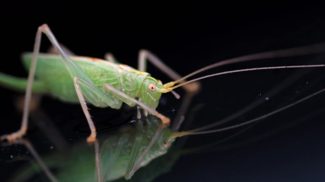 Segment | Découverte | ICI Radio-Canada.ca Télé