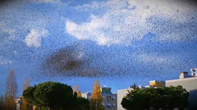 Video | Curium | Épisode | Concentré de Curium : Vols d’oiseaux ...