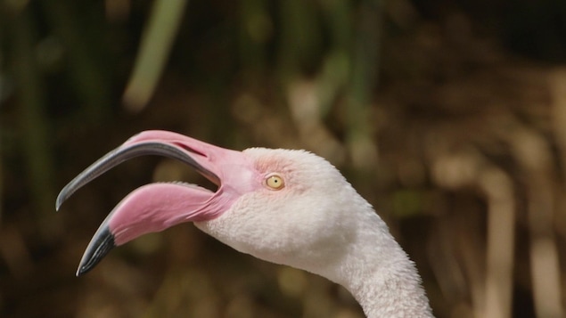 Video | Arthur L'aventurier | Épisode | Chanson : Les grands oiseaux ...