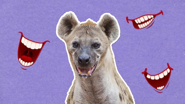 Video | Explique-moi ça | Épisode | Pourquoi dit-on que l’hyène rit ...