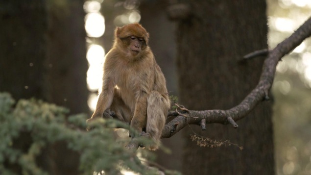 Video | Arthur L'aventurier | Épisode | Les forêts de cèdres | ICI ...