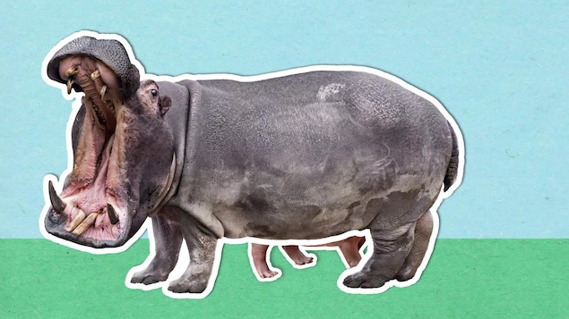 Video | Explique-moi ça | Épisode | Pourquoi dit-on que l'hippopotame ...