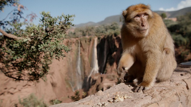 Video | Arthur L'aventurier | Épisode | Chanson : Les macaques de ...