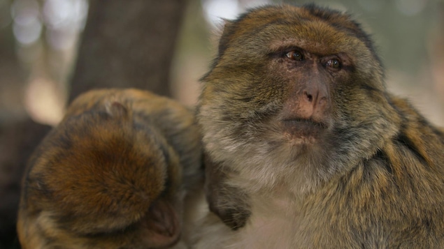 Video | Arthur L'aventurier | Épisode | Les macaques de Barbarie | ICI ...