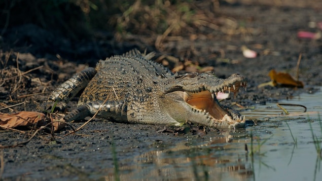 Video | Wowanimo | Épisode | Le crocodile marin | ICI Radio-Canada.ca ...
