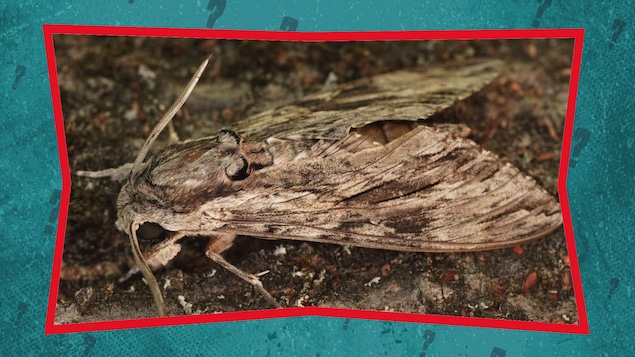 Video | Bestioles et cie | Épisode | Les insectes nocturnes | ICI Radio ...