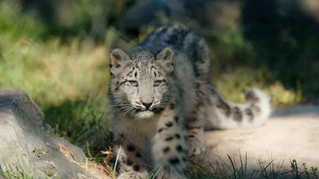 Video | Wowanimo | Épisode | Le léopard des neiges | ICI Radio-Canada.ca Jeunesse