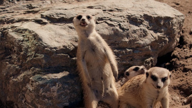 Video | Wowanimo | Épisode | Le suricate | ICI Radio-Canada.ca Jeunesse