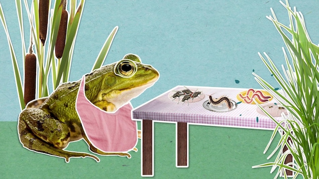 Video | Explique-moi ça | Épisode | Comment les grenouilles se ...