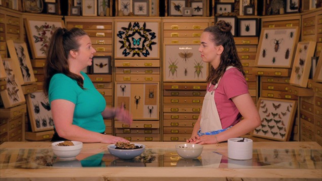 Video | Bestioles et cie | Épisode | Dans nos maisons | ICI Radio ...