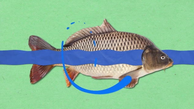 Video | Explique-moi ça | Épisode | Comment les poissons arrivent-ils à ...