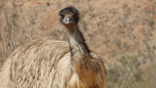 Video | Arthur L'aventurier | Épisode | Chanson : Mon ami l'émeu | ICI ...