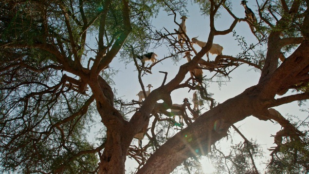 Video | Arthur L'aventurier | Épisode | Chanson : Les arbres à chèvres ...