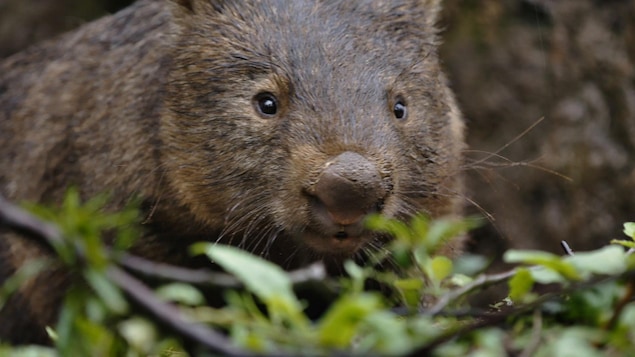 Video | Arthur L'aventurier | Épisode | Chanson : Petit animal wombat ...