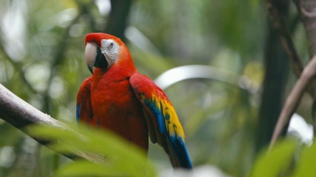 Video | Arthur L'aventurier | Épisode | Chanson Costa Rica | ICI Radio ...