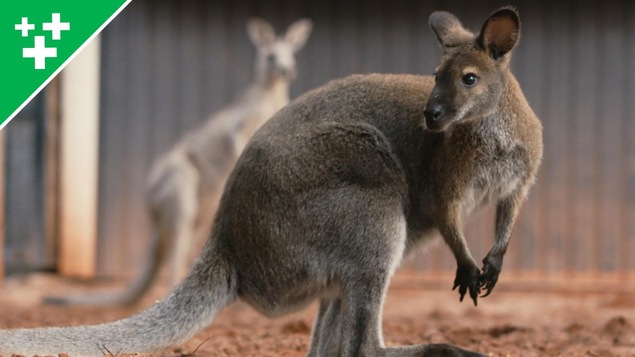 Video | Arthur L'aventurier | Épisode | Arthur au Zoo : le wallaby ...