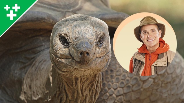 Video | Arthur L'aventurier | Épisode | Arthur au Zoo : La tortue d ...