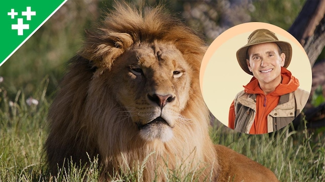 Video | Arthur L'aventurier | Épisode | Arthur au Zoo : Le lion d ...