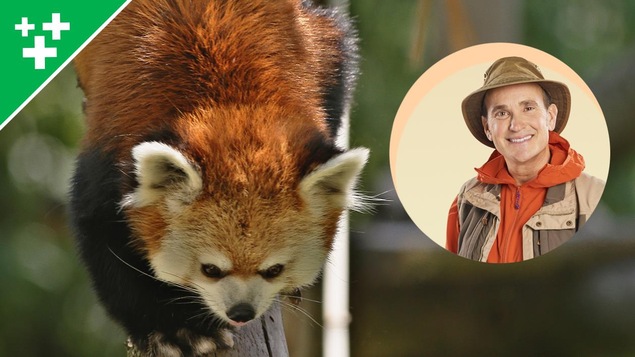 Video | Arthur L'aventurier | Épisode | Arthur au Zoo : Le petit panda ...