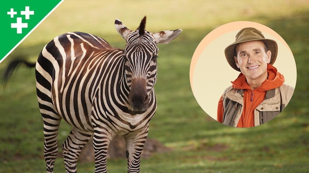 Video | Arthur L'aventurier | Épisode | Arthur au Zoo : Le zèbre de ...