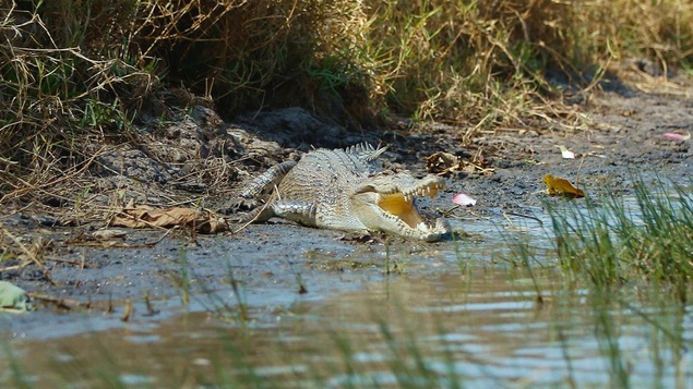 Video | Arthur L'aventurier | Épisode | Les animaux australiens : le ...