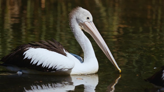 Video | Arthur L'aventurier | Épisode | Les animaux australiens : le ...