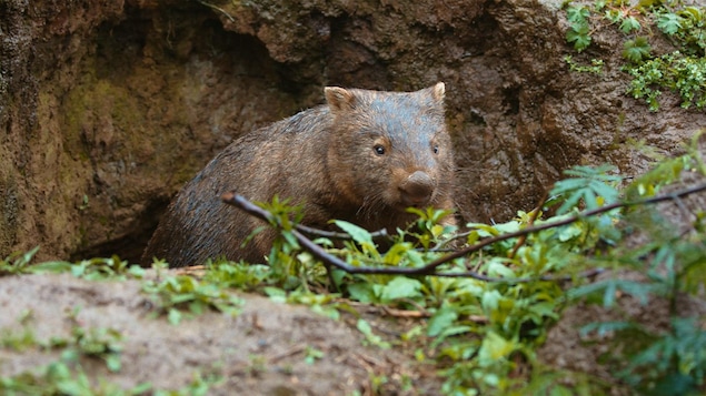 Video | Arthur L'aventurier | Épisode | Les animaux australiens : le ...